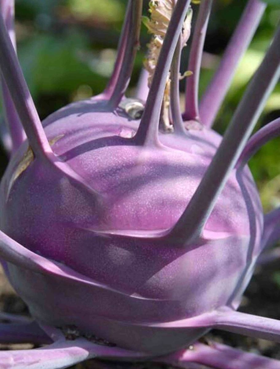 Kohl Rabi Seeds Purple Vienna Open Pollinated