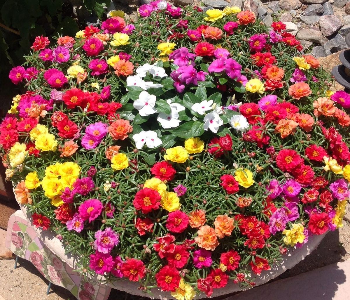 Portulaca Flower Seeds Sunnybank Double Flower Mix
