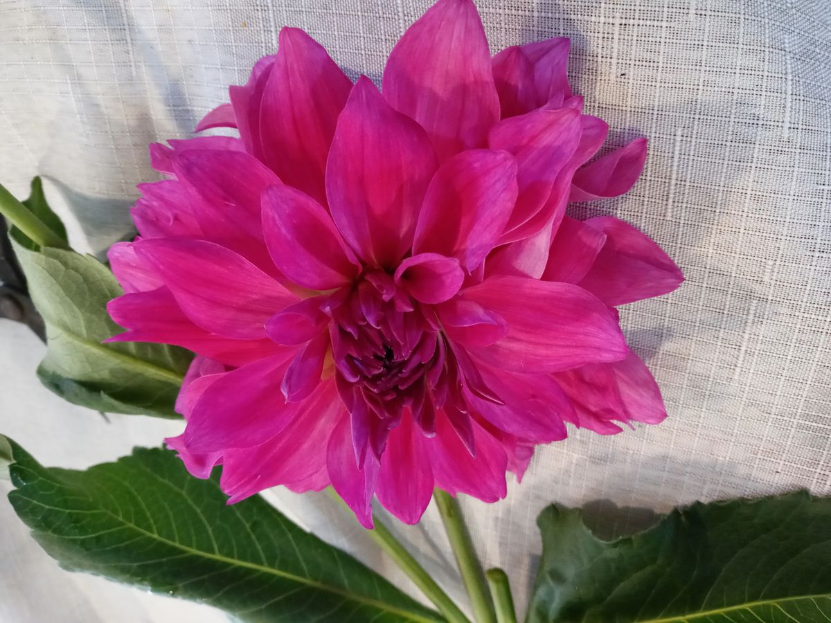 I'm A Hottie - Large Hot Pink on great stems, good cut flower