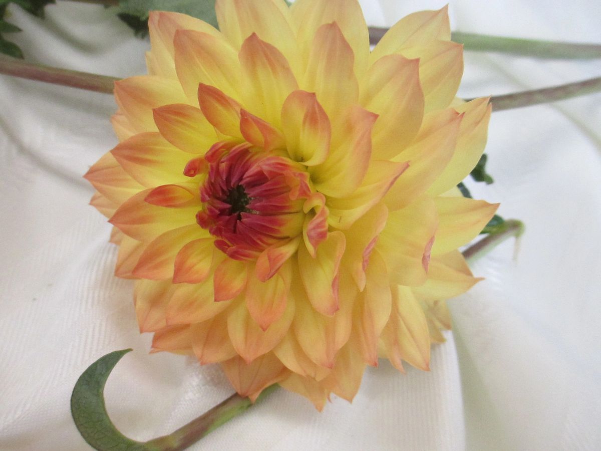 LINNA - Nice cut flower, yellow with some blush.