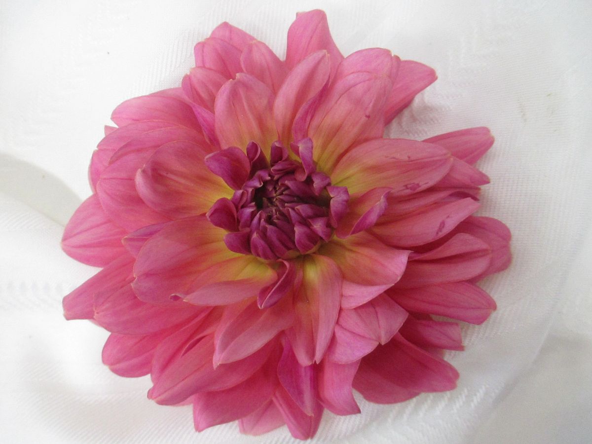 Southern Belle - Beautiful blends of pinks and peach. Good cut flower.