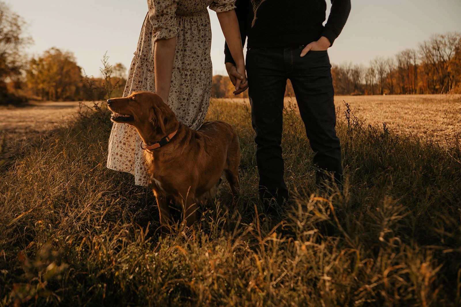 Oxford Retriever