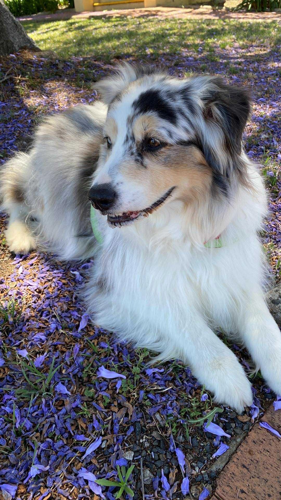 About Us | Therapy Dogs NSW