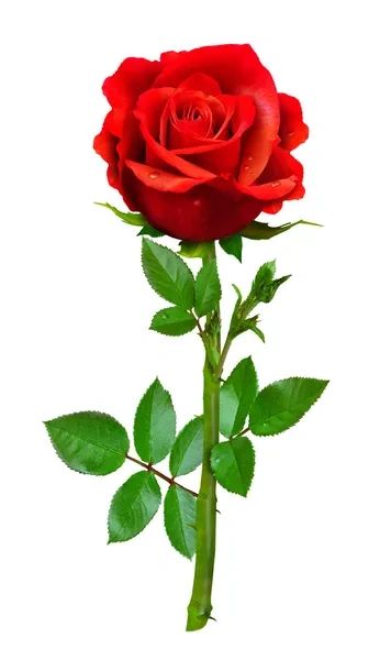 Rose Farrar Poetry