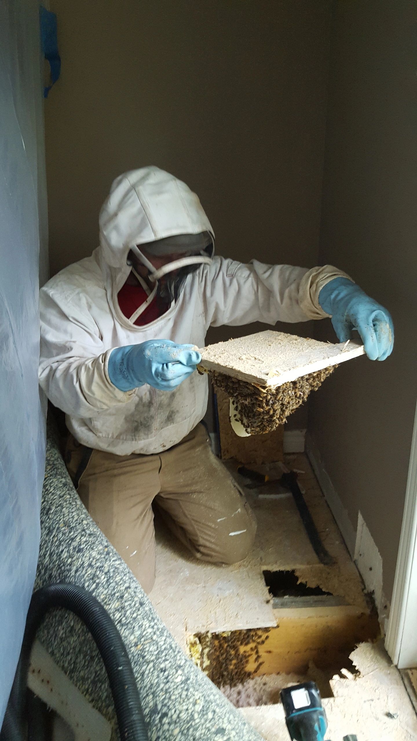 Honey Bee Hive Removal Services