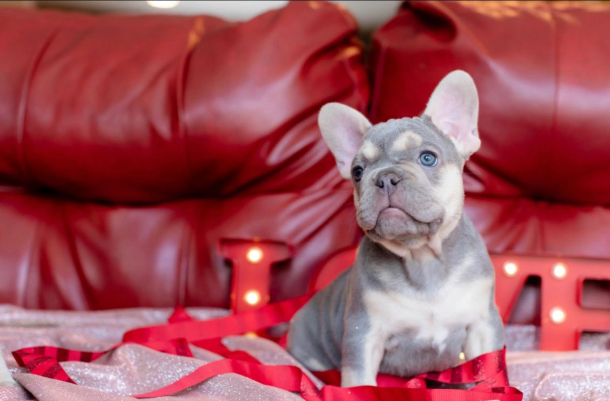 Eden Frenchies - French Bulldogs, Frenchies, Wisconsin