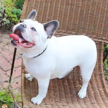 Eden Frenchies - French Bulldogs, Frenchies, Wisconsin