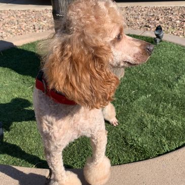 Cavapoos | Puppy's N Love