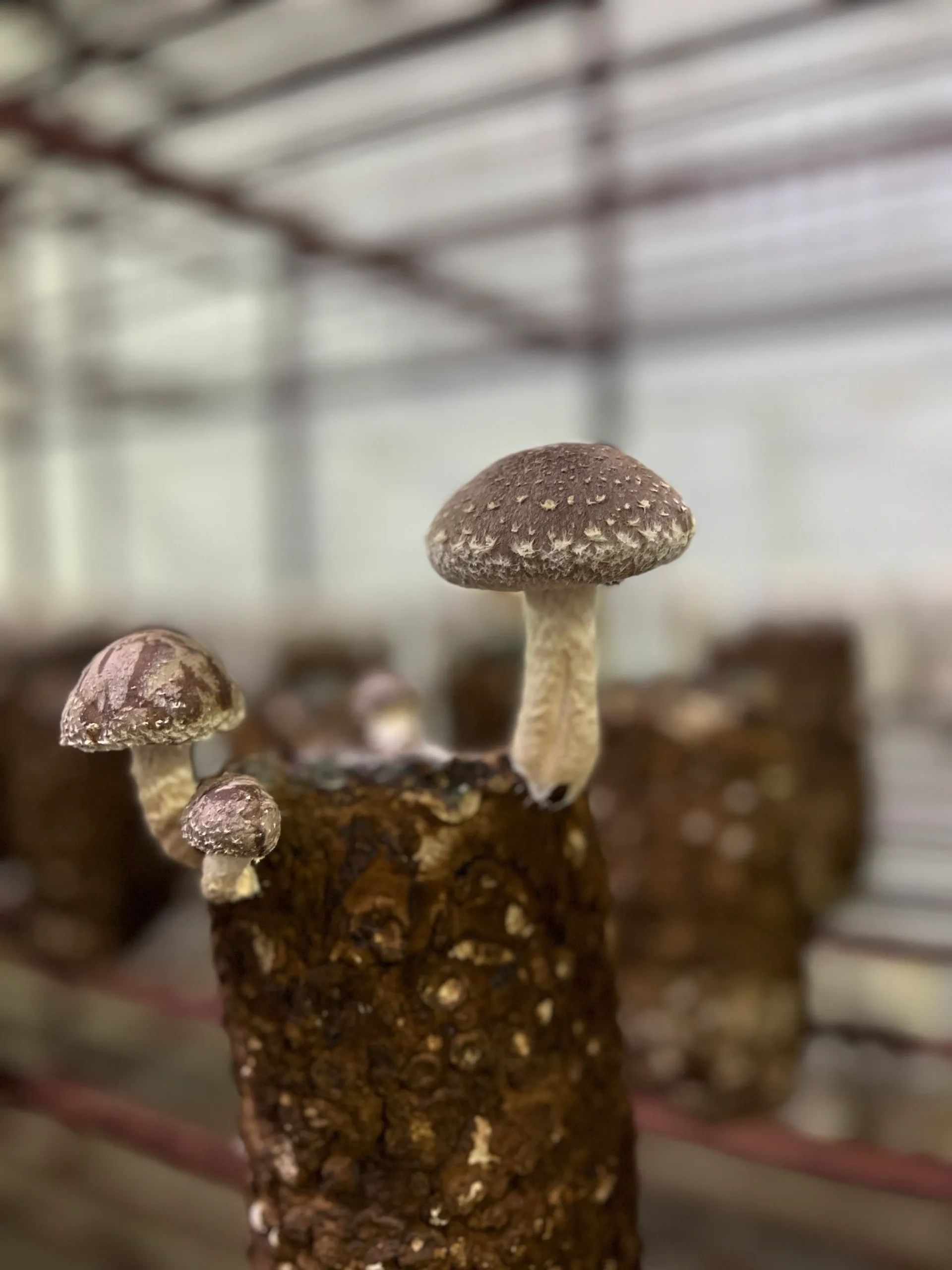 kai farms website