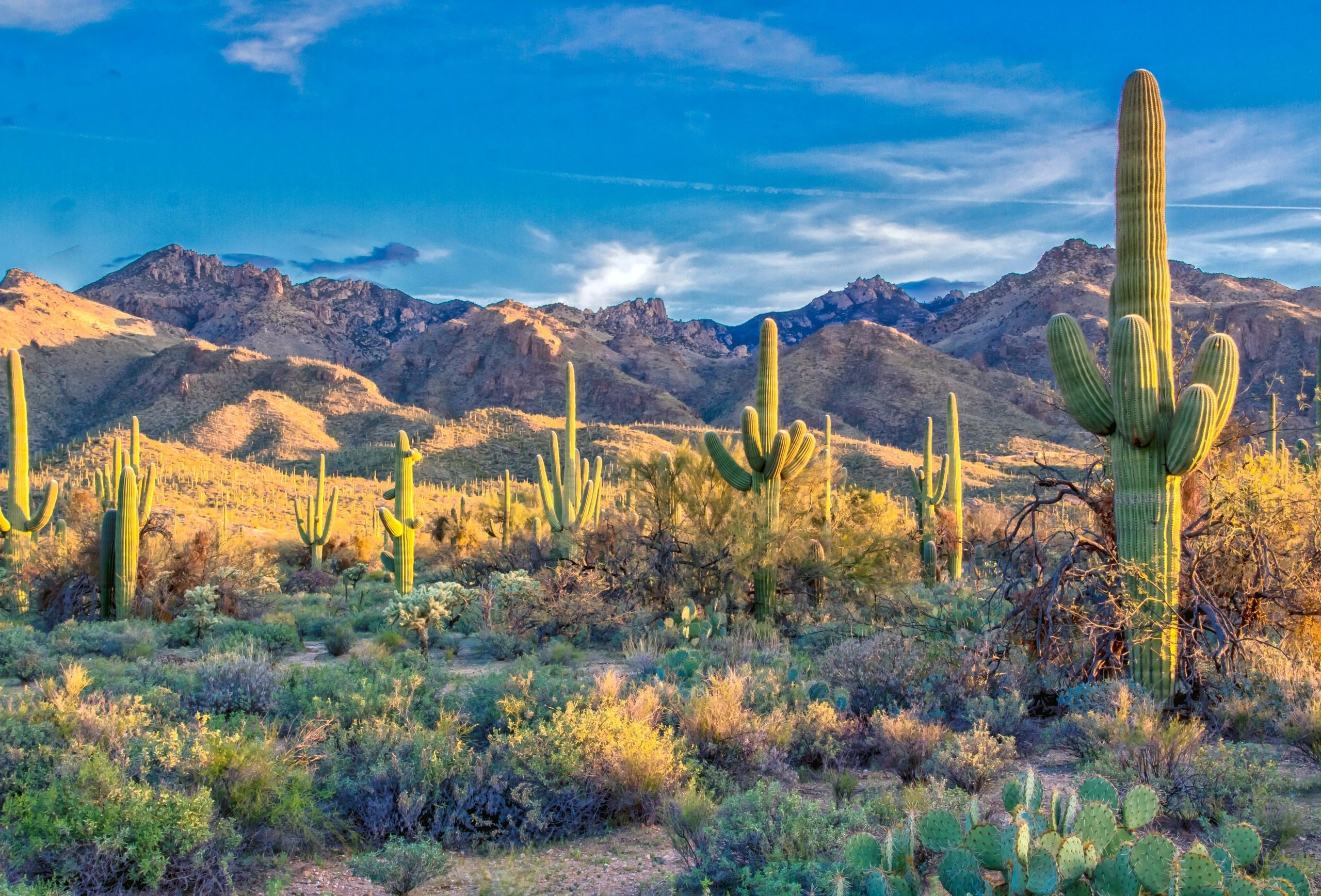 ARIZONA AUTO CONNECTION