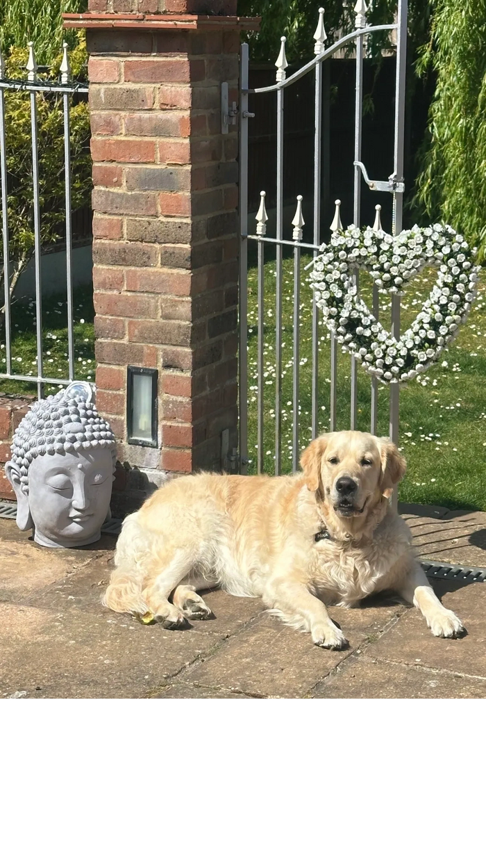 Wag & Stay