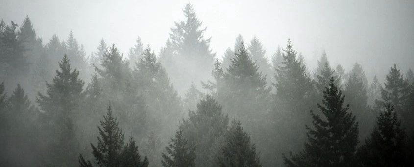 THE PINE LINE