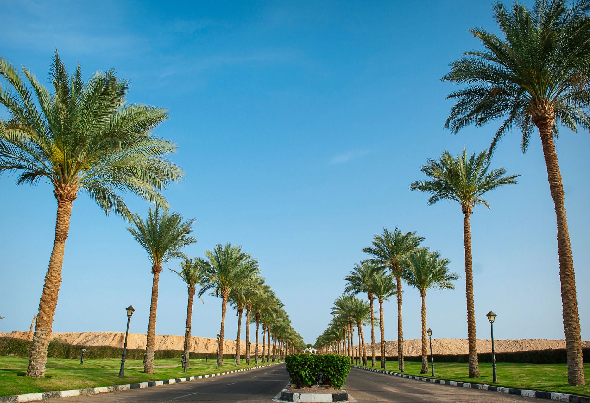 Effective Sick Palm Tree Treatment in Vero Beach by The Palm Doct