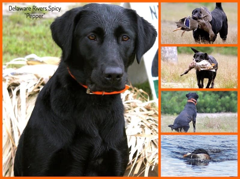 Black Pointing Labradors