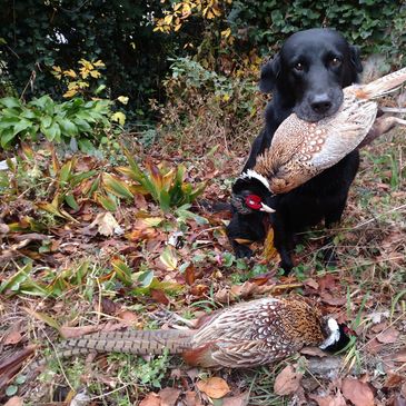 Barnegat Bay Pointing Retrievers