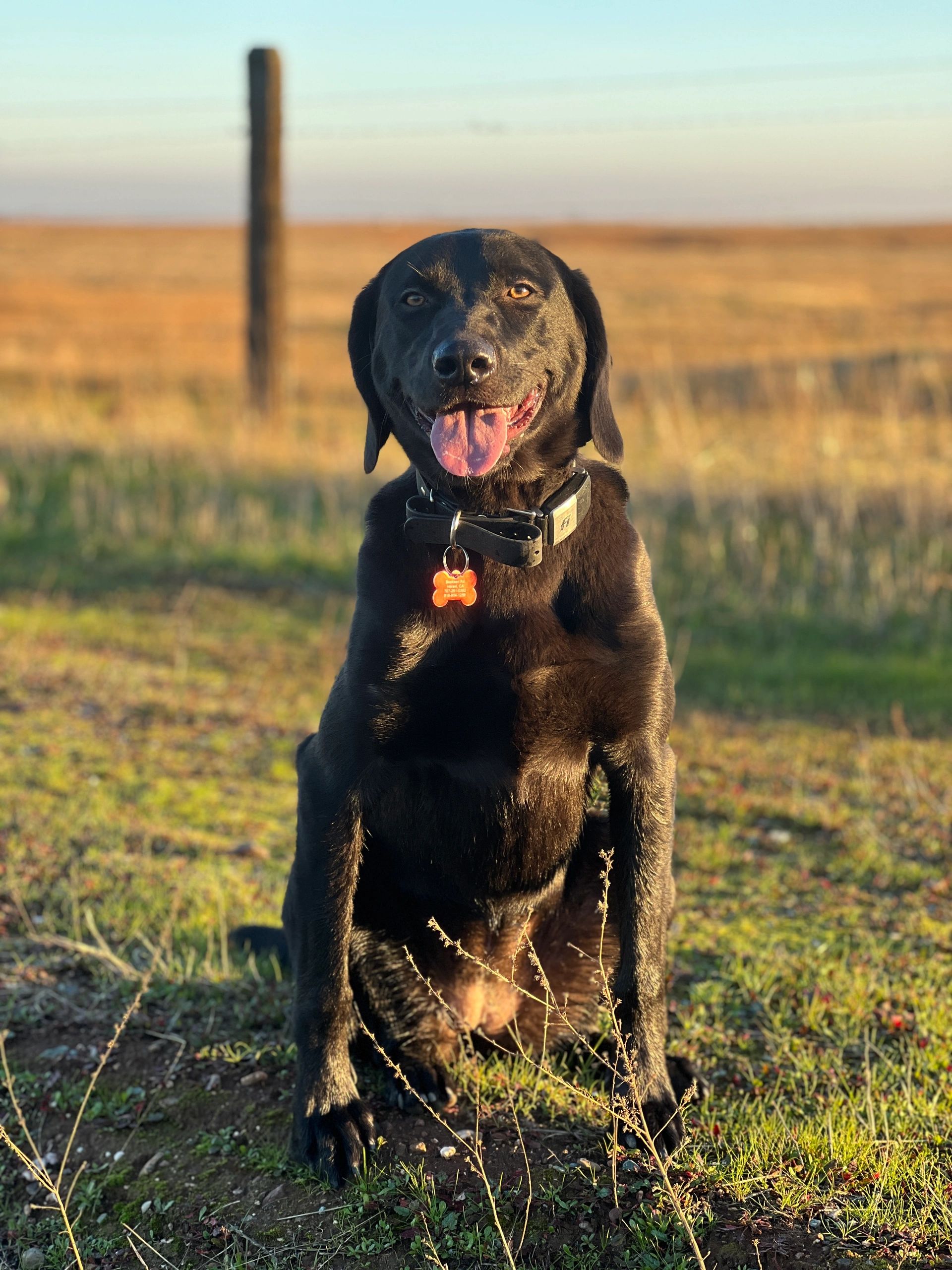 Canine Obedience Training | Paws in Motion Dog Training