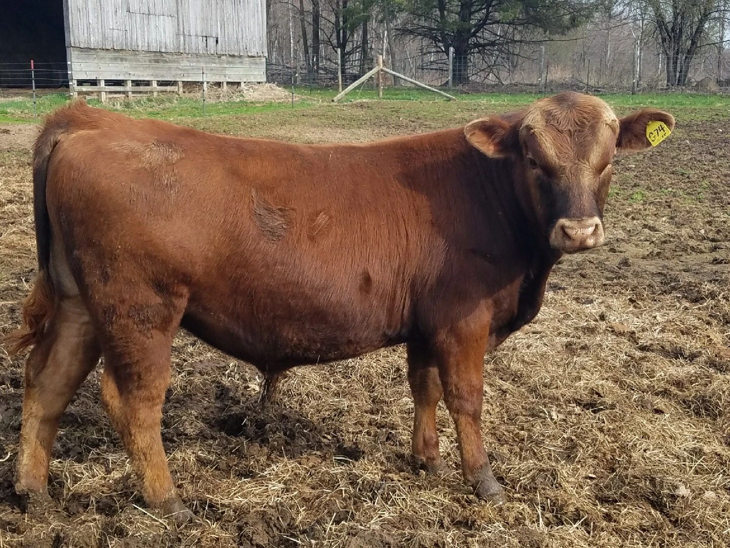 Choosing the right Bull - does it matter?