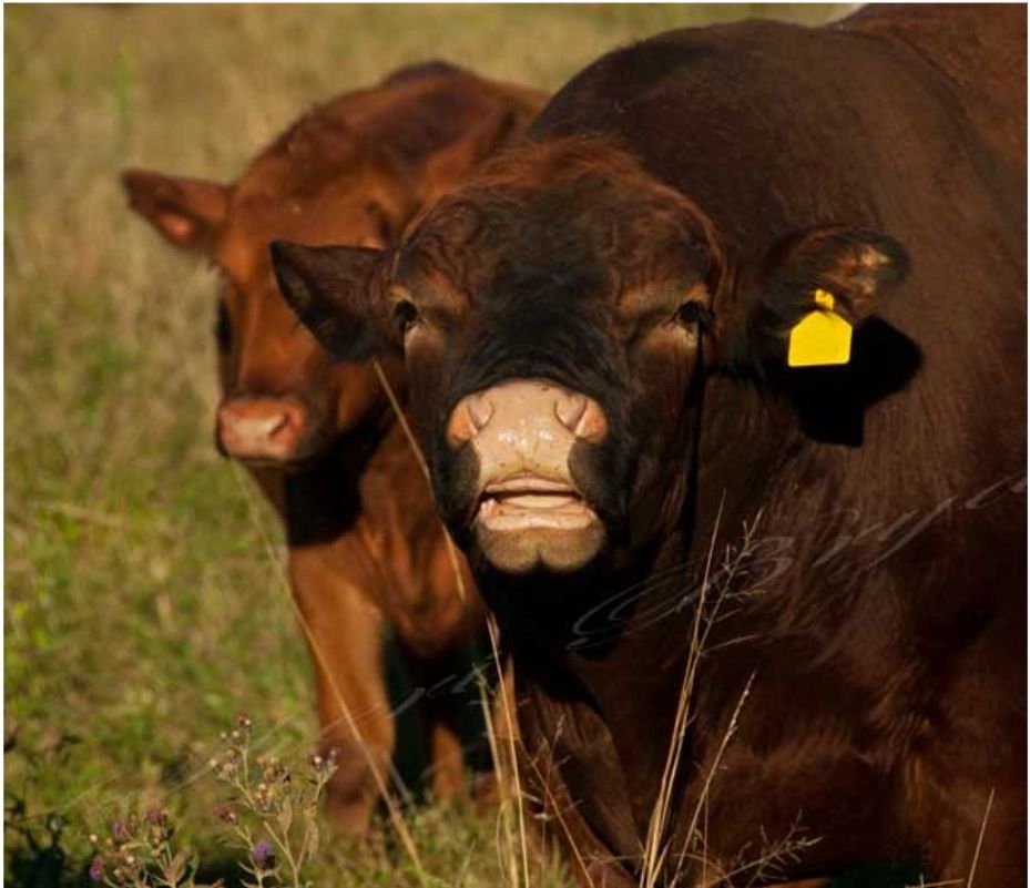 Breeding Season - Bulls & Artificial Insemination