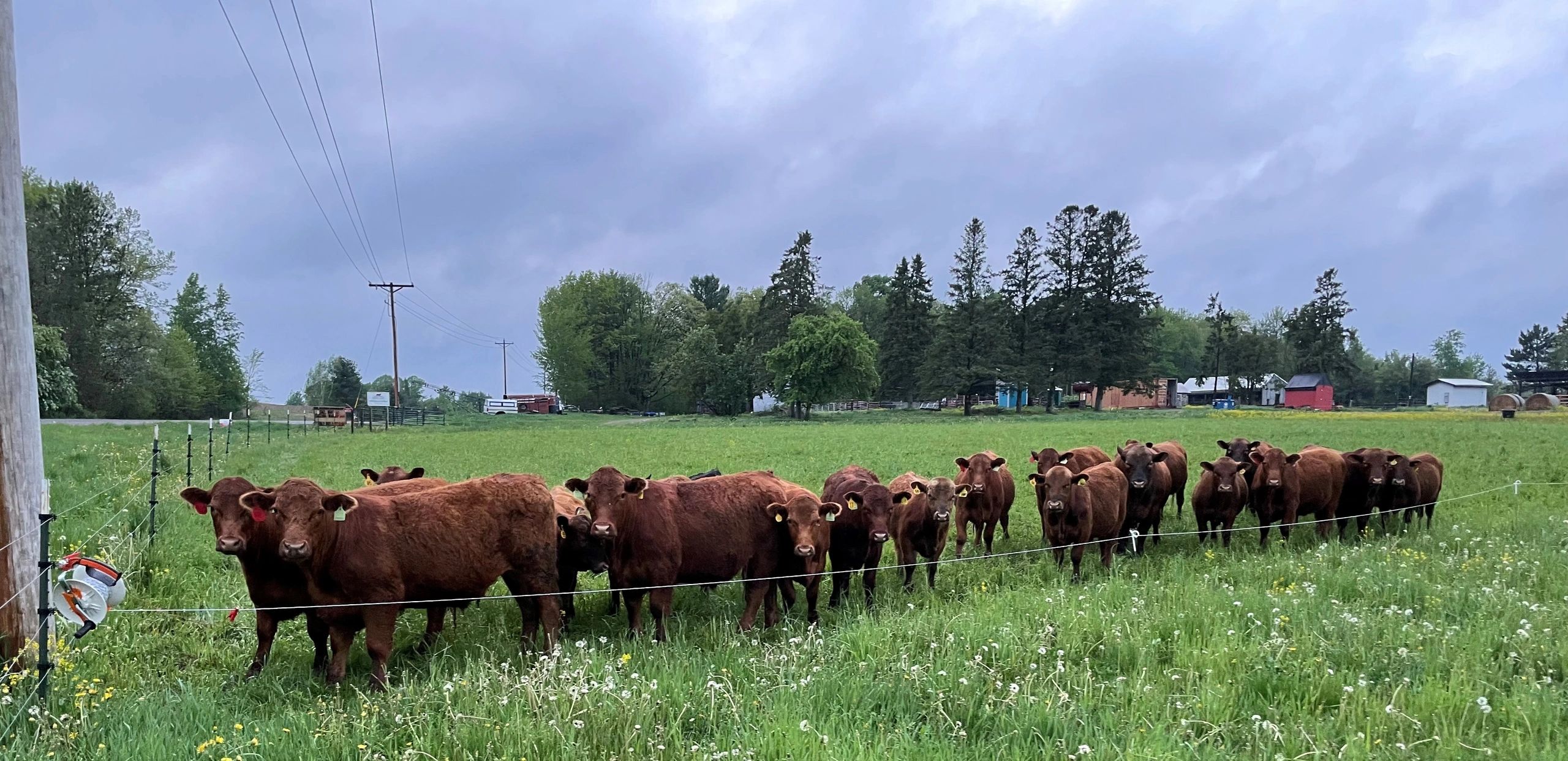 Animal Farm - Sawyer Creek Cattle Blog