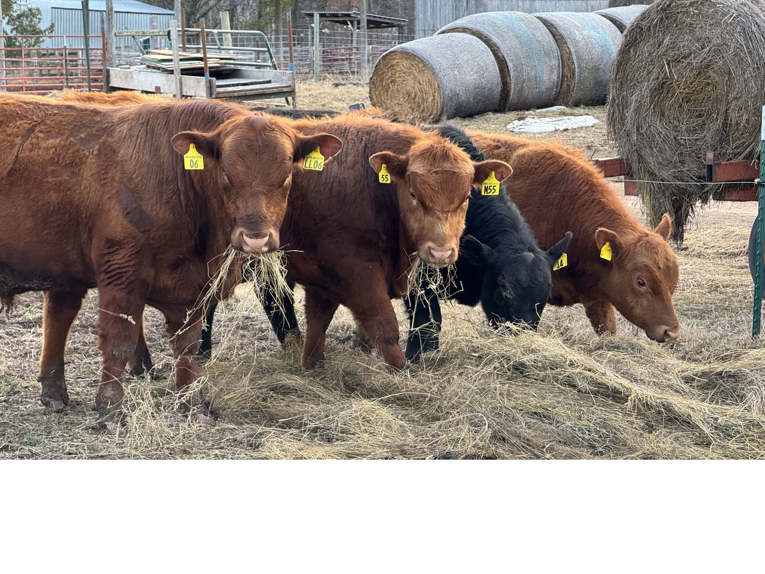 CATTLE SALES