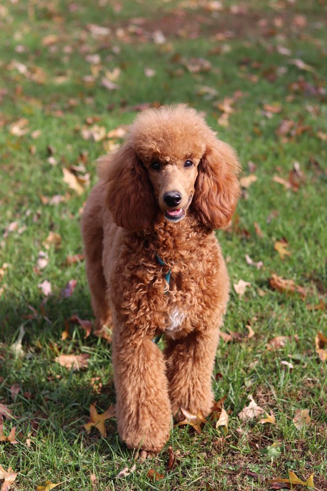 What Is A Akc Poodle