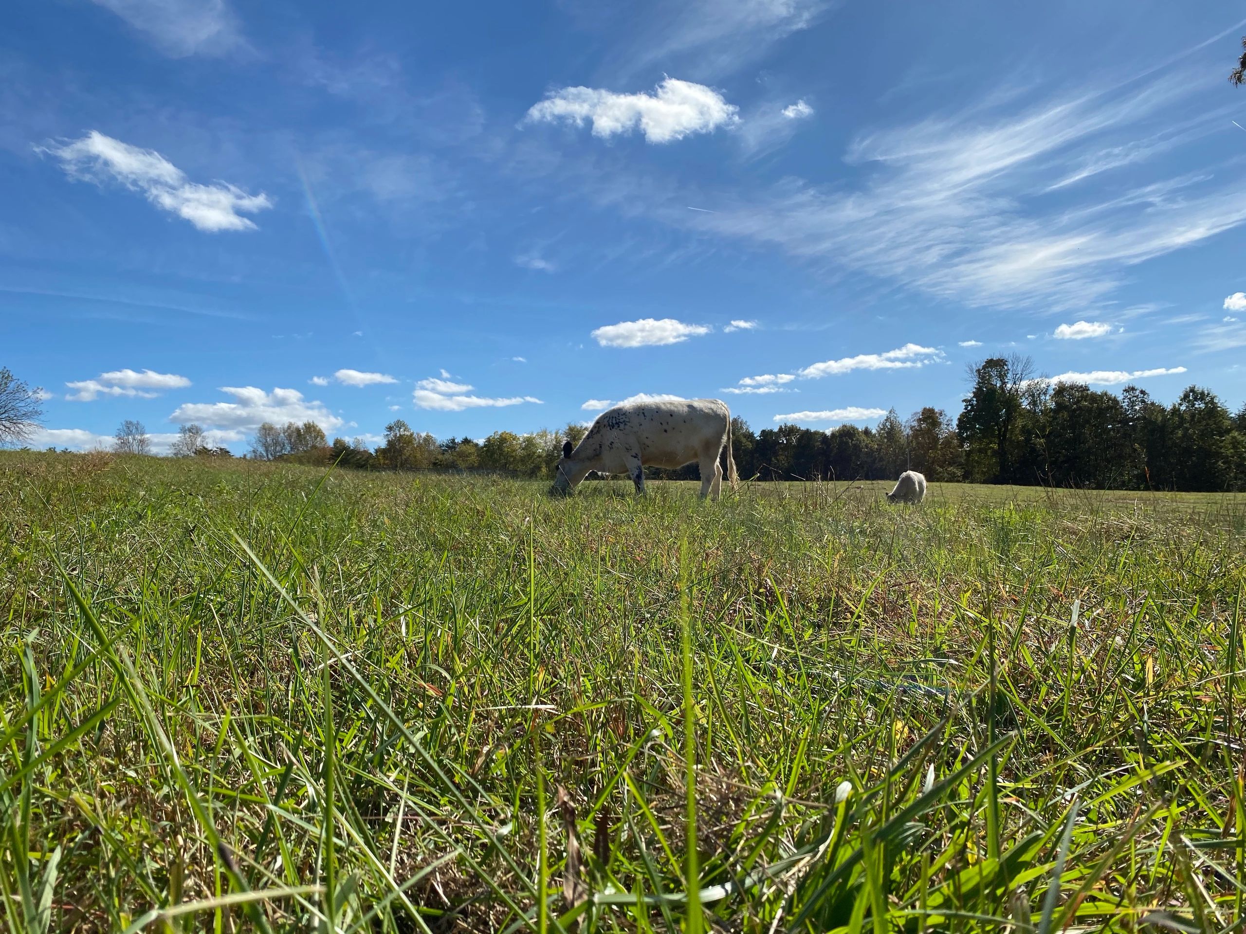 Moving to Greener Pastures