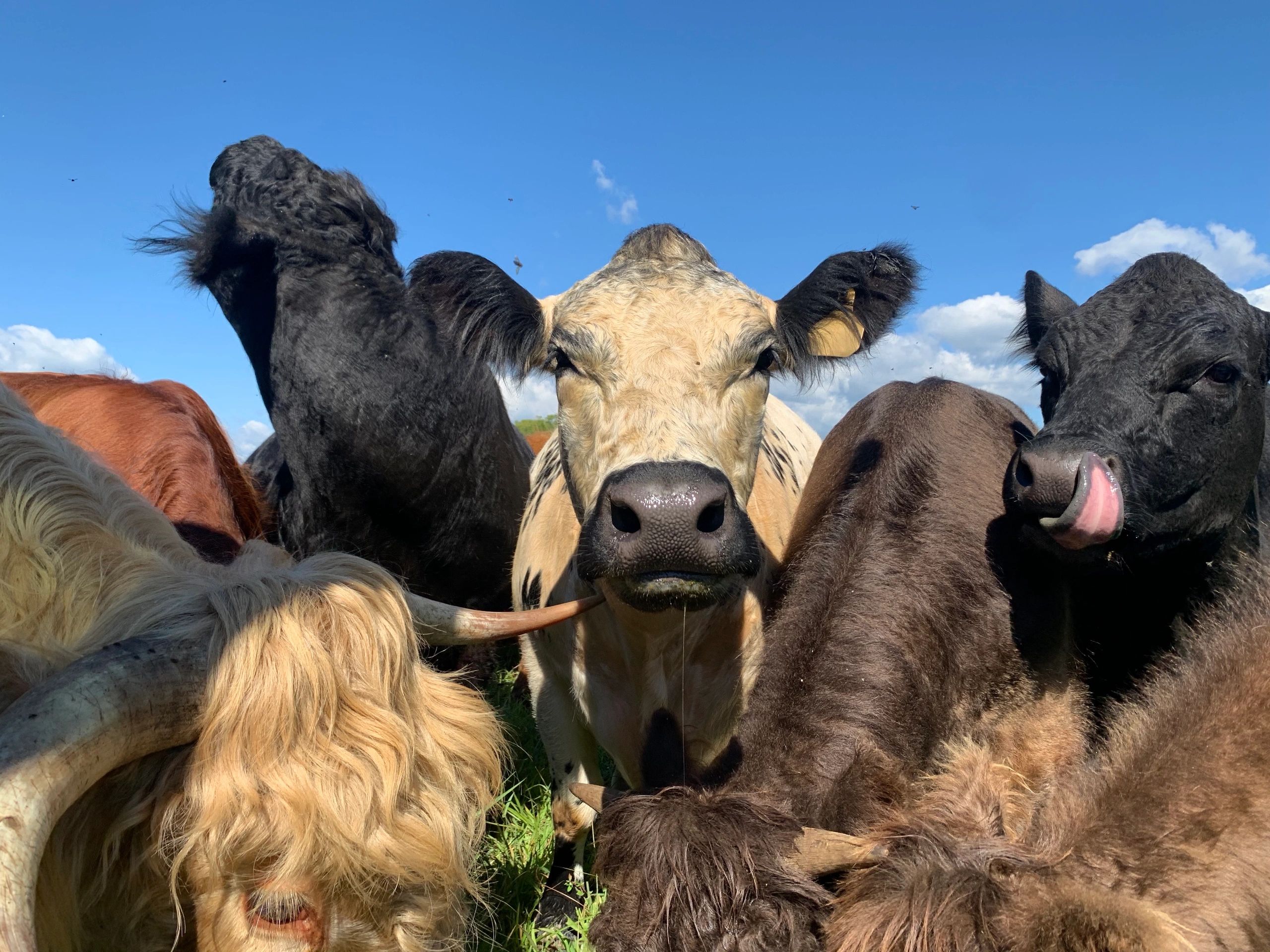 Pasture Raised Meat - Wolf Creek Highlands Farm