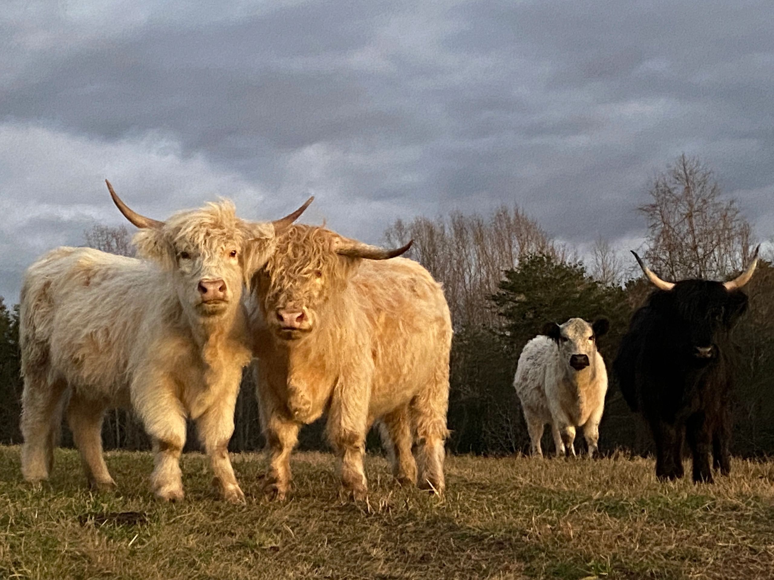 Wolf Creek Highlands Farm | Wolf Creek Highlands Farm