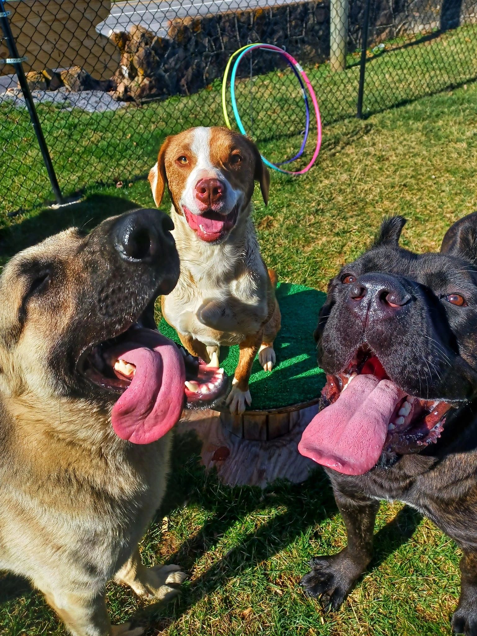 Bark park