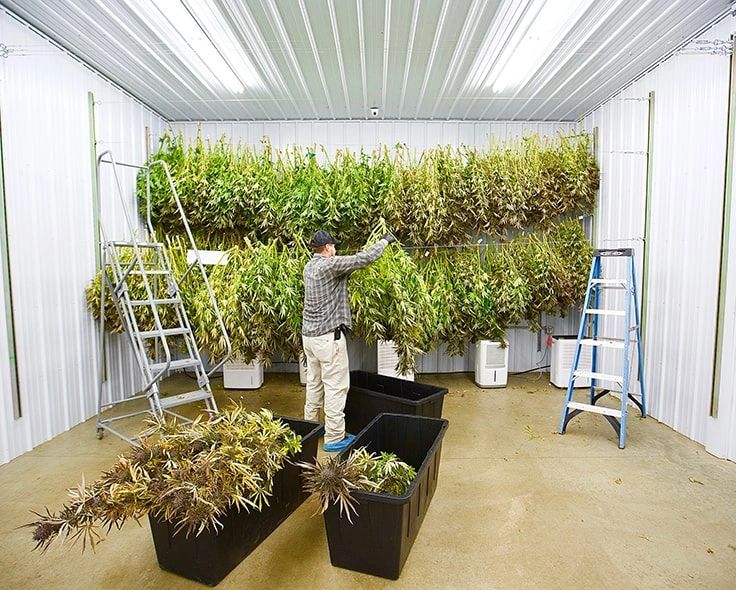 HARVESTING CANNABIS: (SOPs) Standard Operating Procedures