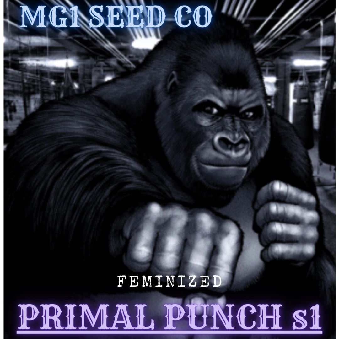 PRIMAL PUNCH s1 - ( 6 Pack - FEMINIZED ) - MG1 Seed Co.