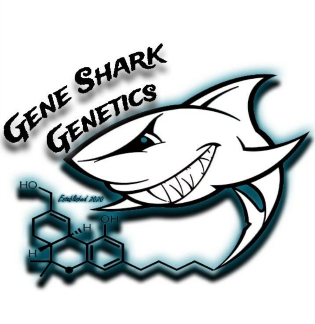 BALLYHOO - ( 6 Pack - REGULARS ) - Gene Shark Genetics