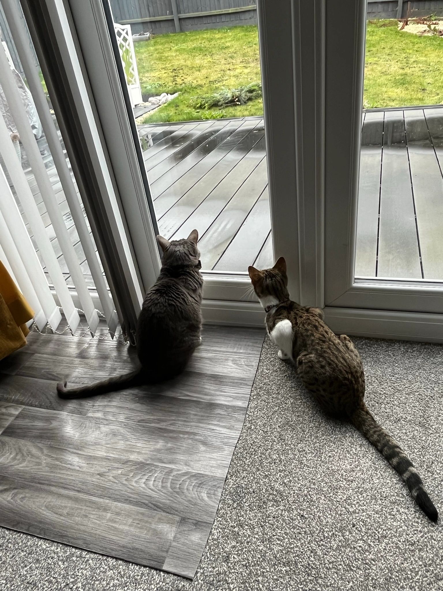 Feline Friends Cat Sitting - Cat Sitting, Home Visits
