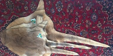 Kangaroo Skins | braveant.com.au