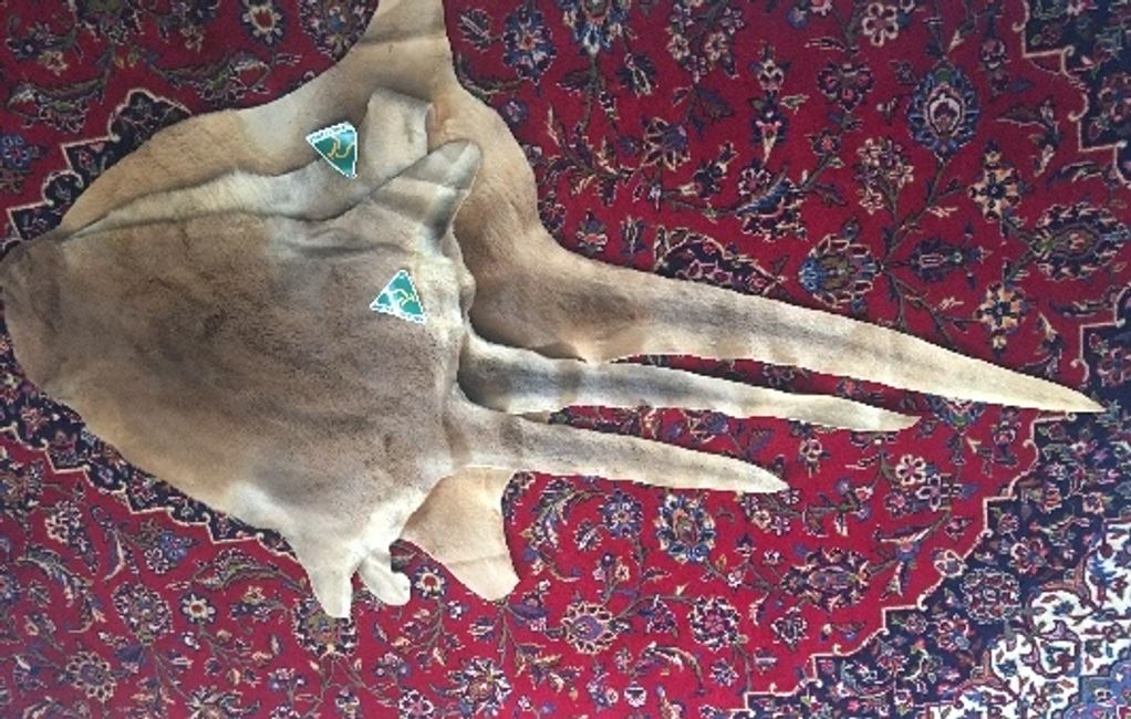 Kangaroo Skins | braveant.com.au