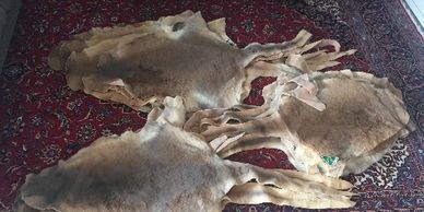 Kangaroo Skins | braveant.com.au