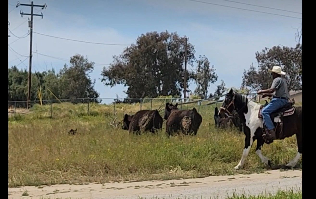 Compton Farms Equine