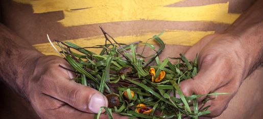 Maroon Bush Capsules