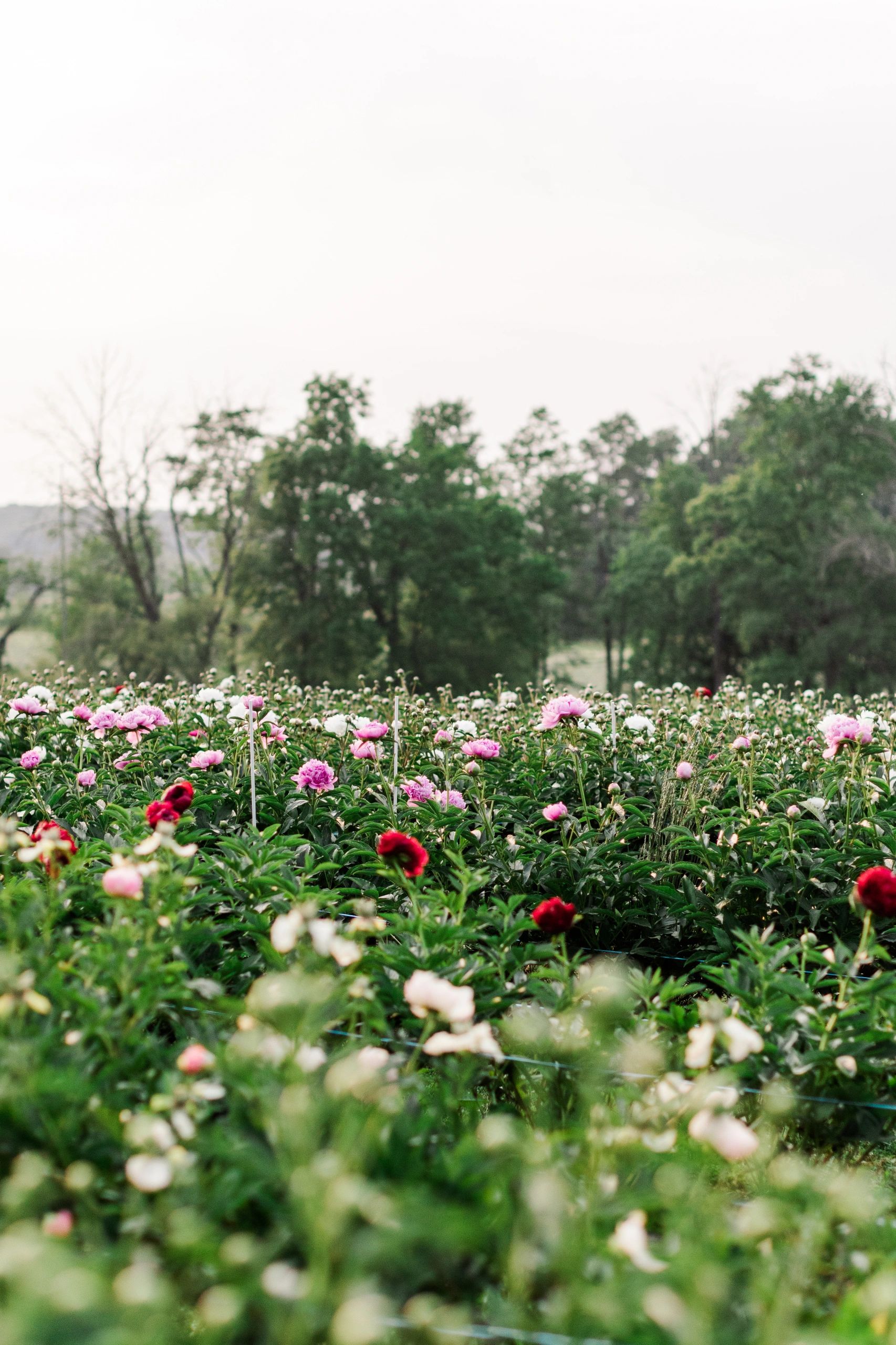 A Peony Garden - Peony Flowers, Field/Garden Tours, Pick Your Own