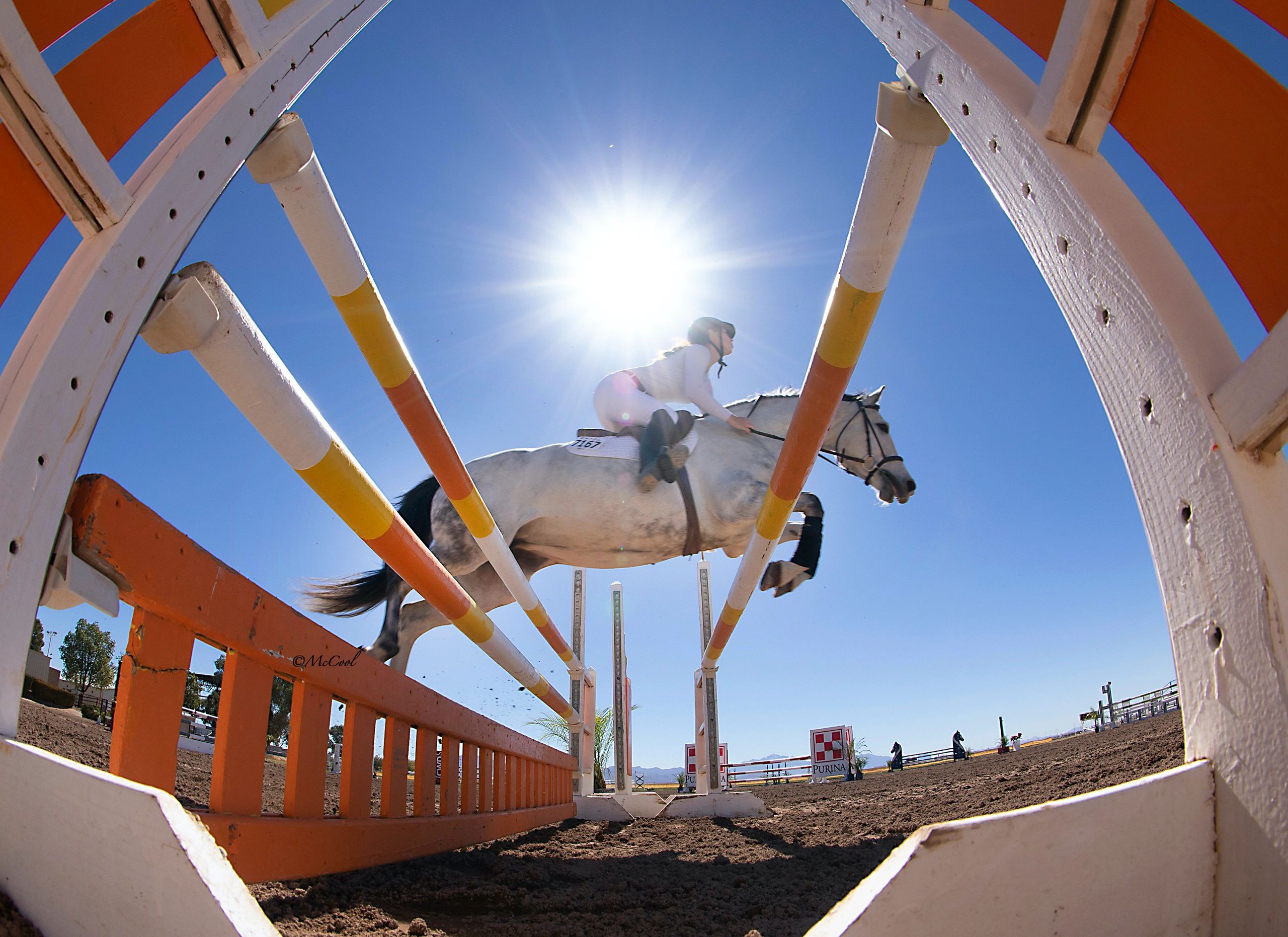 Shady Tree Stables - Hunter Jumper - Tucson, Arizona