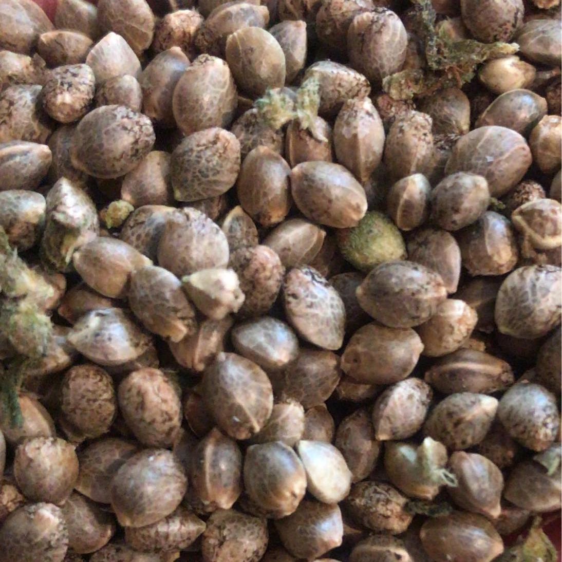 Sativa dominant hybrids