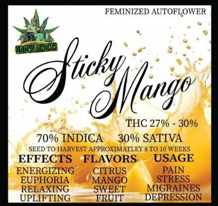 5 Sticky Mango Feminized Autoflower Seeds