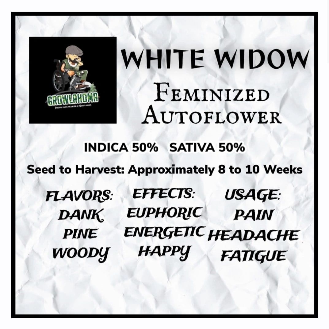 5 White Widow Feminized Autoflower Seeds