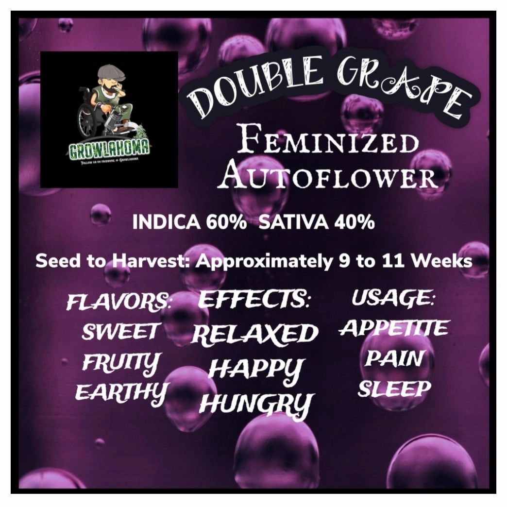 5 Feminized Autoflower Double Grape seeds