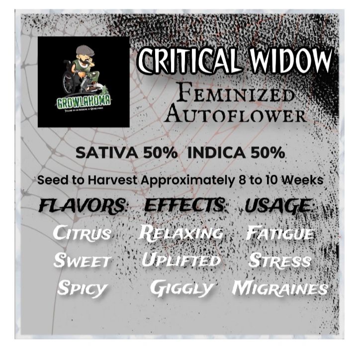 5 Critical widow feminized Autoflower seeds