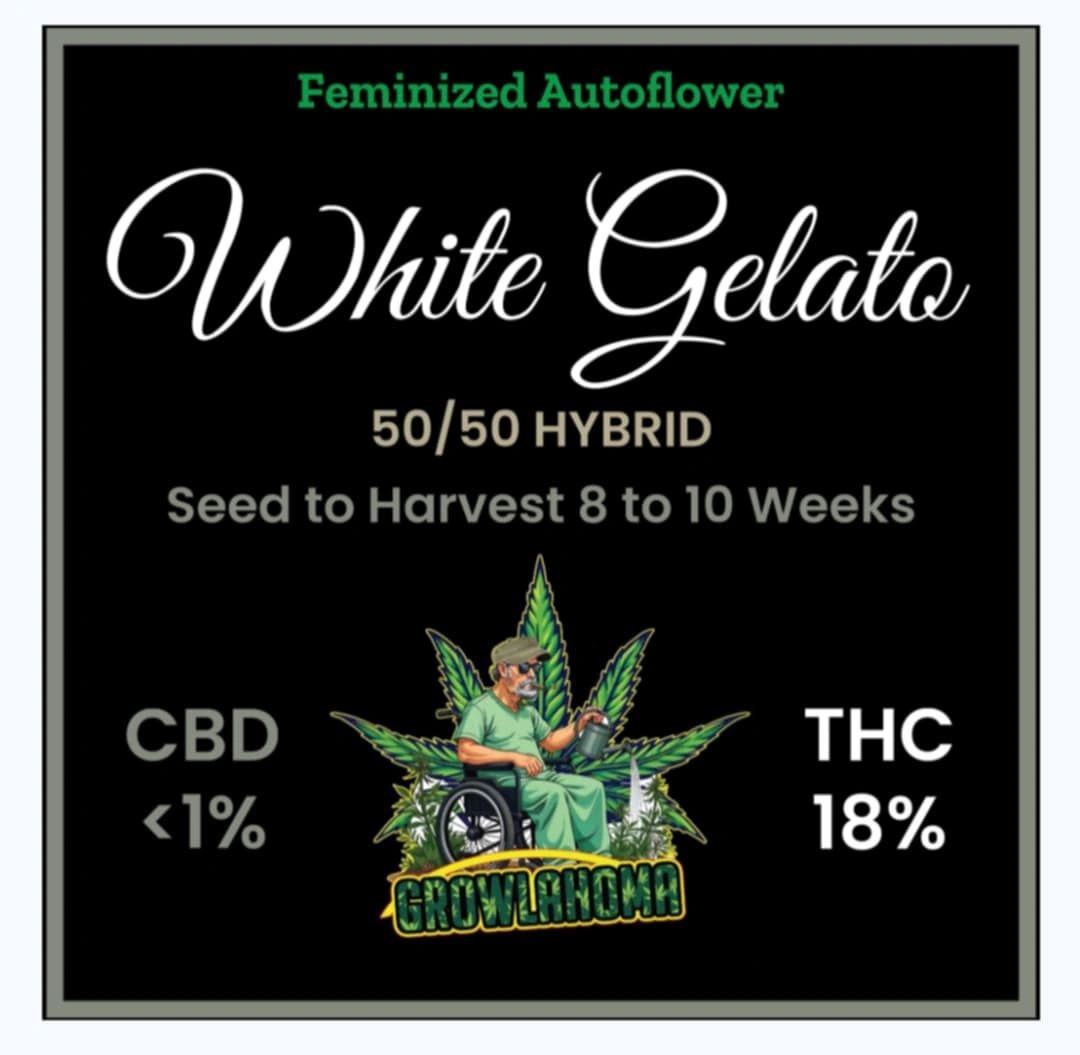 5 White Gelato Feminized Autoflower Seeds