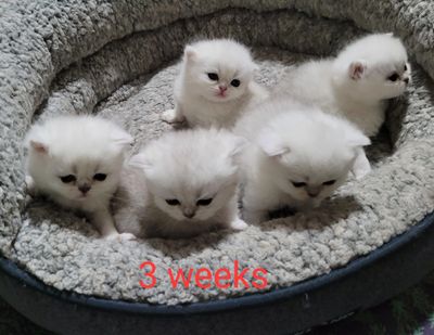 Upcoming Litters!! | Furrari Persians