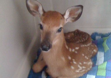 Wildlife Rehabilitation - CRITTER CROSSING