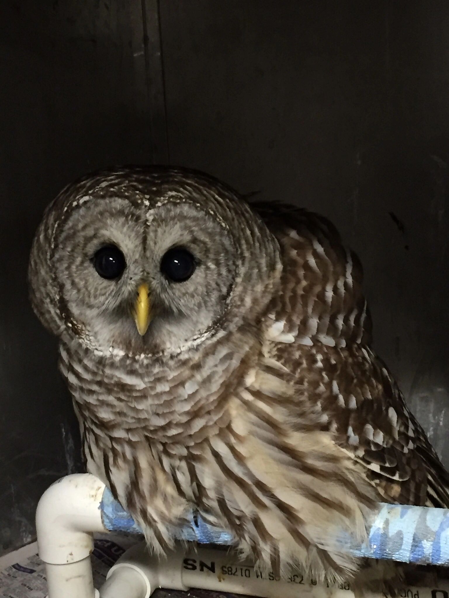 Wildlife Rehabilitation - CRITTER CROSSING