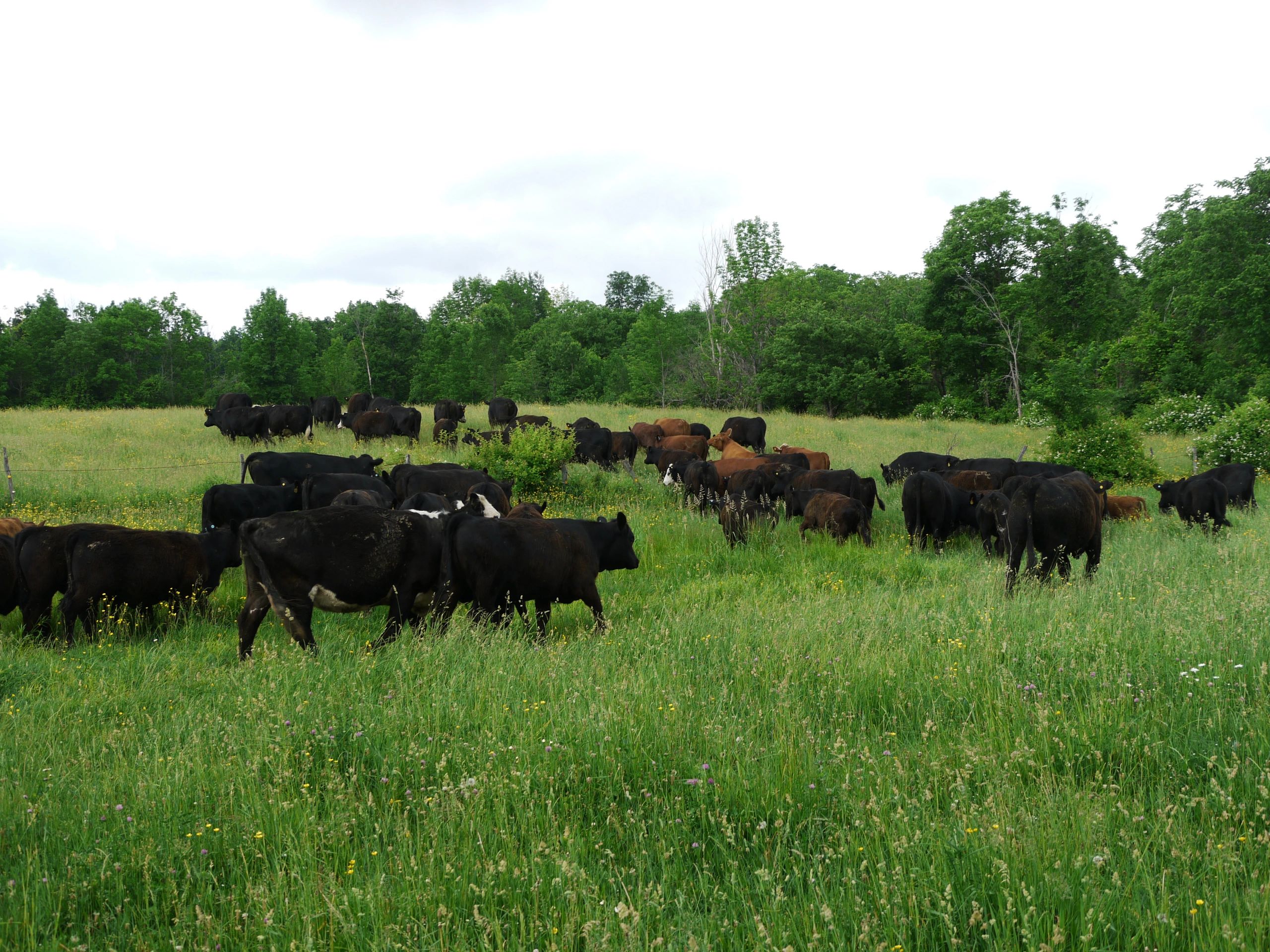 Sweet Tree Farm - Grass Fed Beef Farm - Carlisle, New York